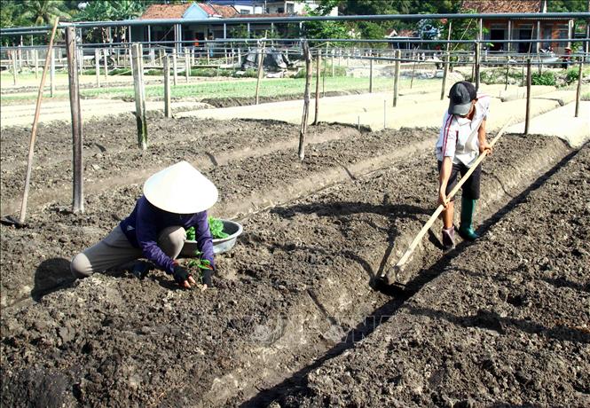 Nông Dân Hối Hả Vào Vụ Cung Ứng Rau Cho Tết 2025